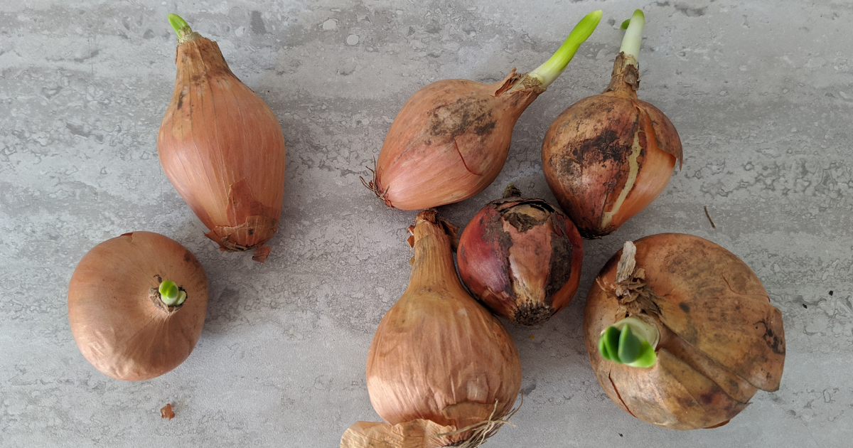 Les oignons : planter et récolter - Plantes et jardins : conseils en ...