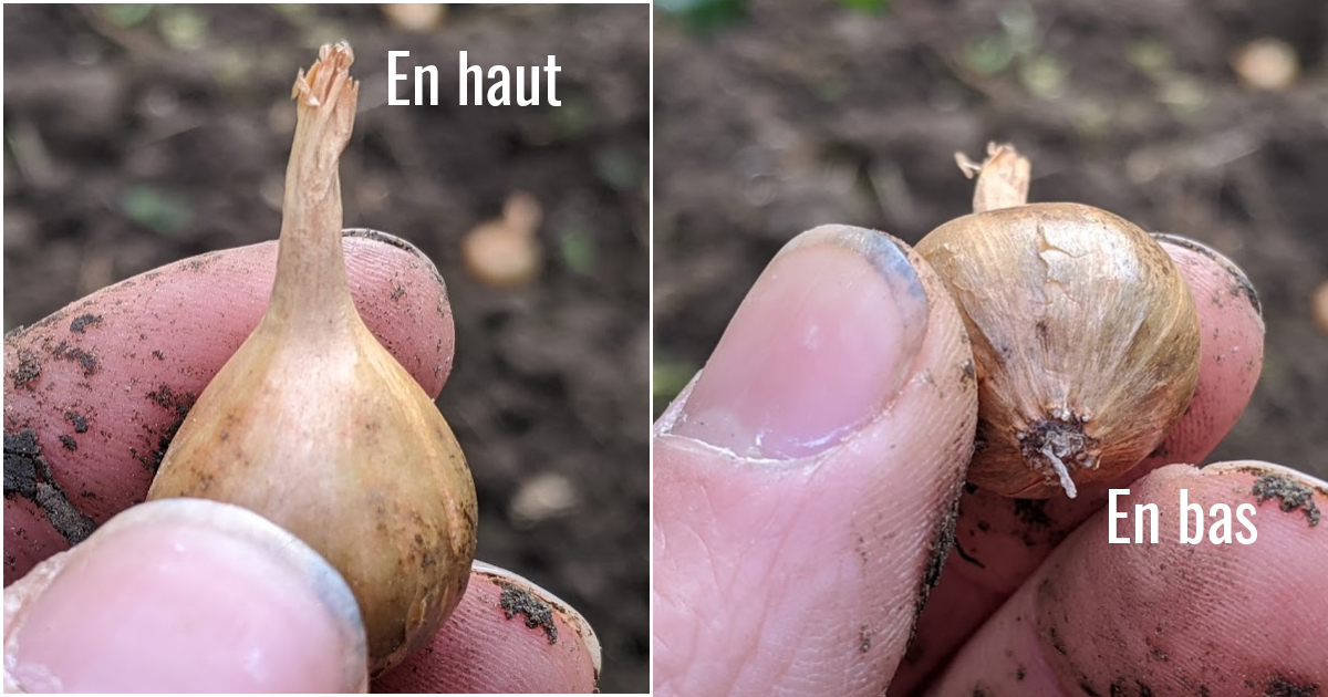 Les oignons : planter et récolter - Plantes et jardins : conseils en ...