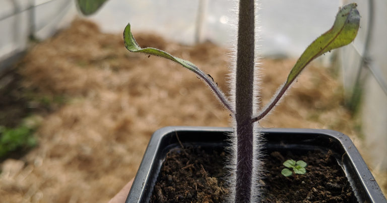 Comment repiquer ses pieds de tomates en pleine terre ? - Plantes et ...