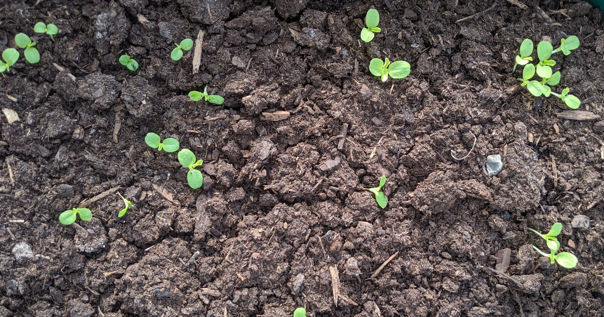 Réussir la salade : du semis au panier à salade - Plantes et jardins ...