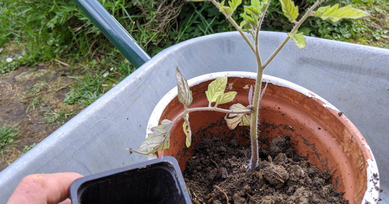 Comment repiquer ses pieds de tomates en pleine terre ? - Plantes et ...