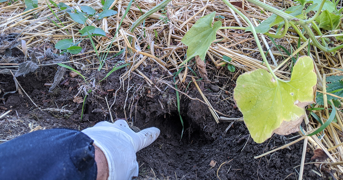 Campagnols et rat-taupier : comment les éloigner du jardin ? - Plantes ...