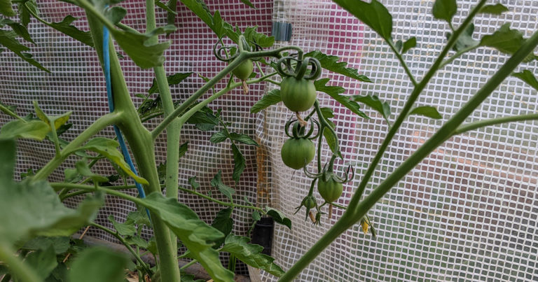 Comment repiquer ses pieds de tomates en pleine terre ? - Plantes et ...