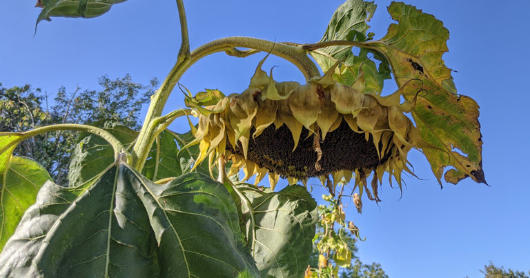 Quand et comment semer le tournesol ? Exemple avec un tournesol géant ...