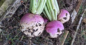 Planter des navets : plantation, culture, entretien et récolte