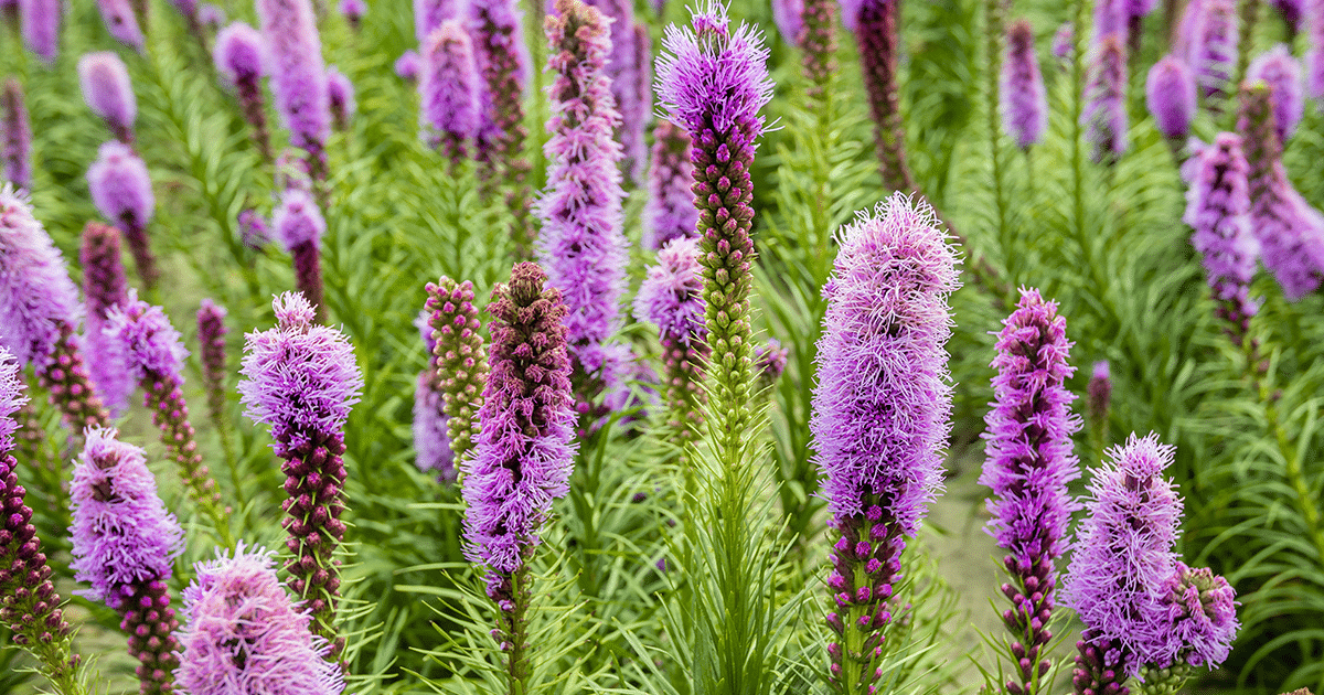 Le liatris, une plante élégante et graphique - Plantes et jardins ...