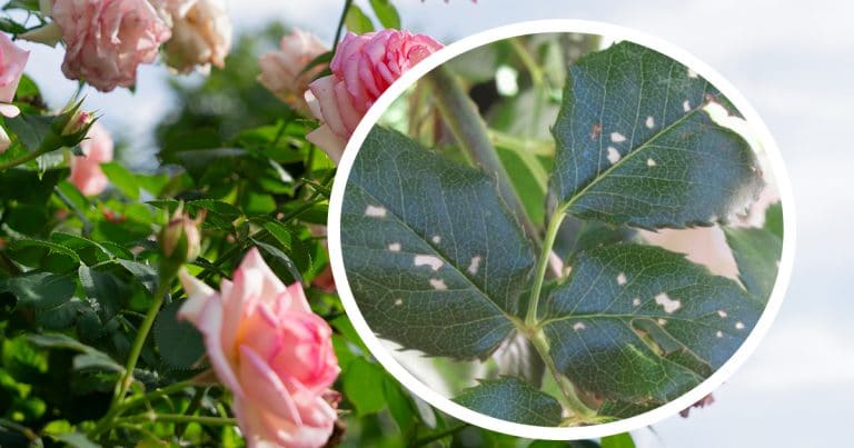Feuilles de rosier avec trous : voilà comment doit-on procéder