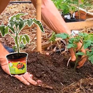 Comment repiquer ses pieds de tomates en pleine terre ? - Plantes et ...