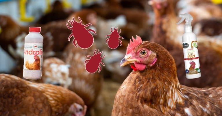 Traitement poux rouges : Astuces pour le poulailler