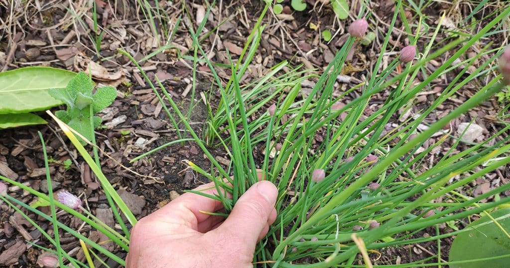 Ciboulette : plantation, récolte et graines