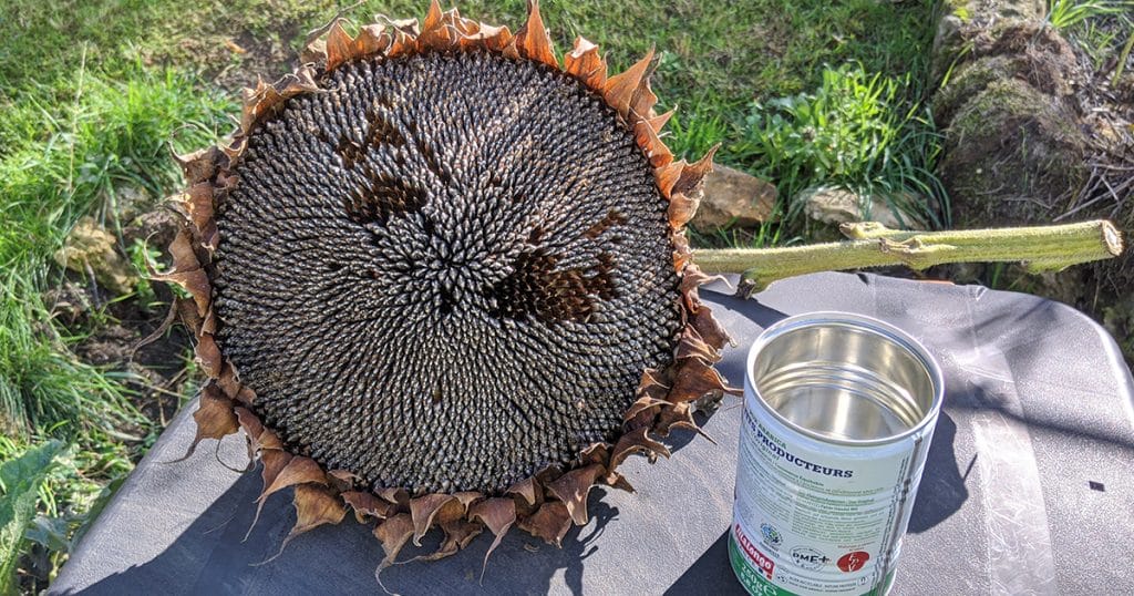Quand et comment semer le tournesol ? Exemple avec un tournesol géant ...