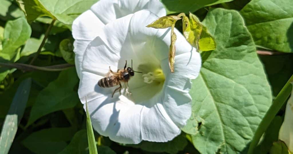 Comment éliminer le liseron qui envahit votre potager ? - Plantes et ...