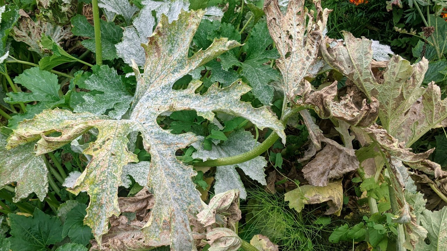 Que faire contre les tâches blanches sur les courgettes et traiter l ...