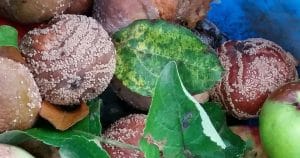 Pourquoi mes fruits sont pourris sur l'arbre ? Apprenez à lutter contre ...