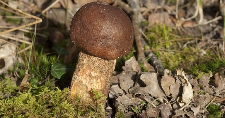 Quelles sont les différentes variétés de cèpes facile à reconnaître ...
