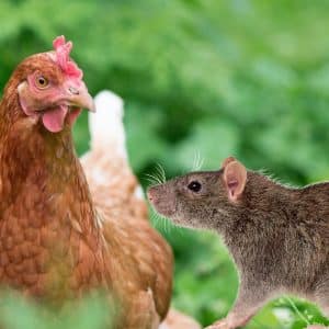 Traitement poux rouges : Astuces pour le poulailler