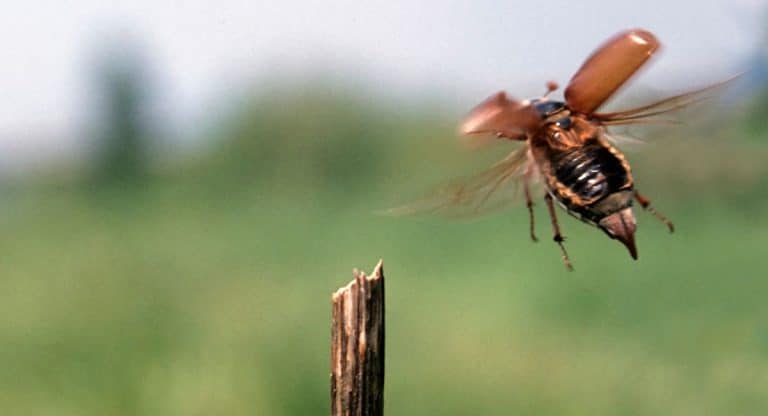 le hanneton volant est-il un vrai danger pour le jardin et l'homme ...